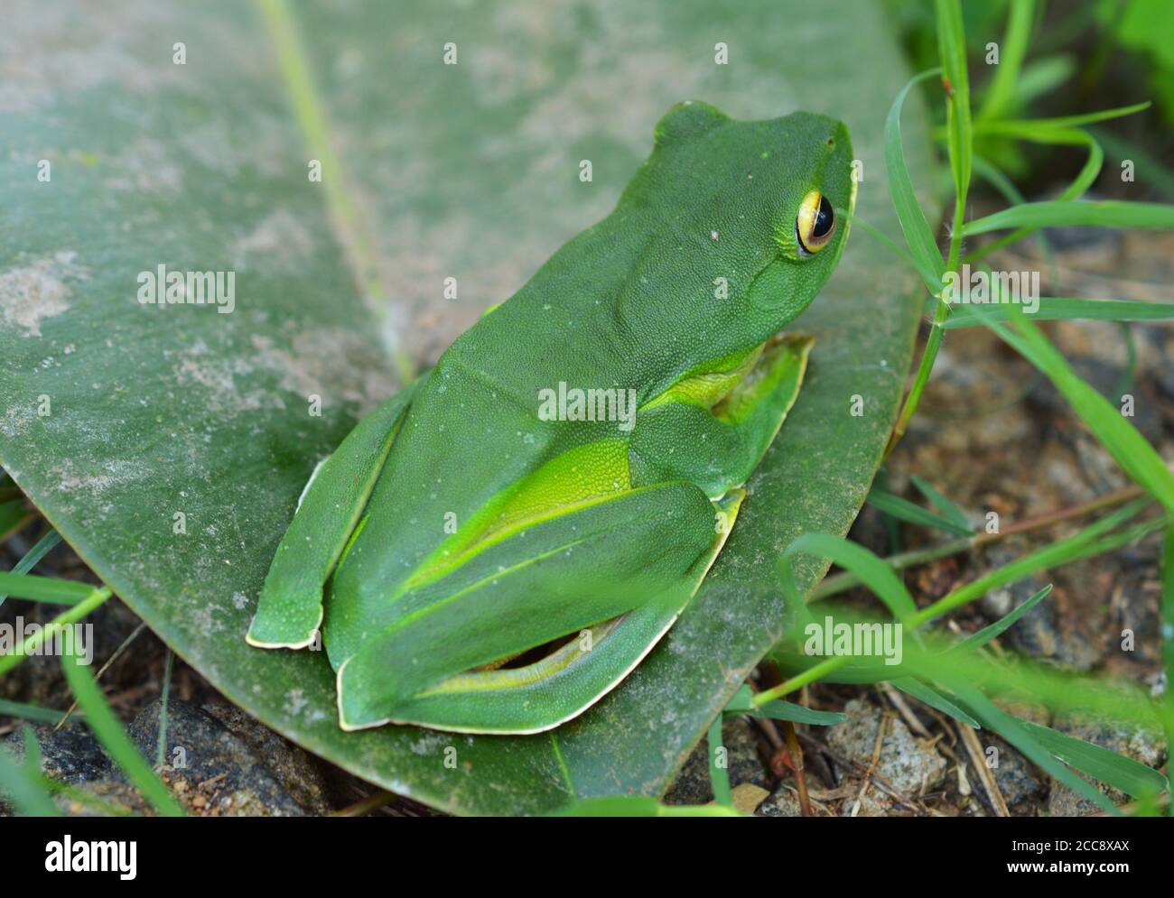 Camouflage is the use of any combination of materials, coloration, or ...