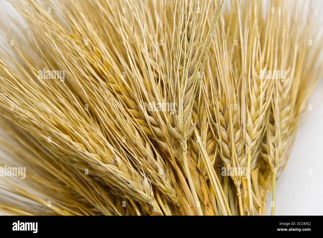 Wheat bundle close up on white background Stock Photo - Alamy