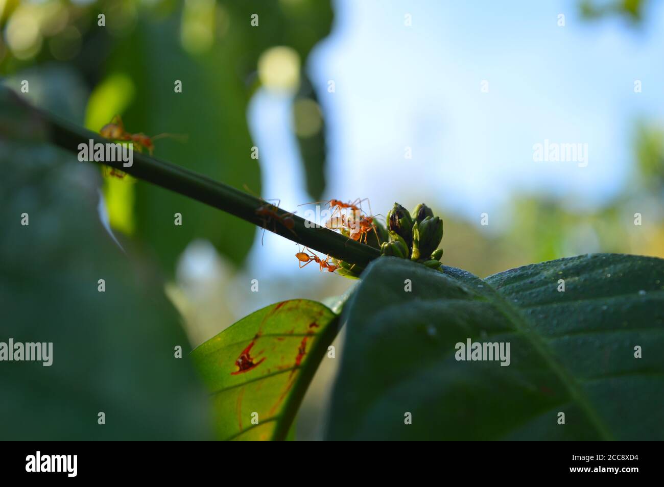 Weaver ants are eusocial insects. Weaver ants live in trees and are ...