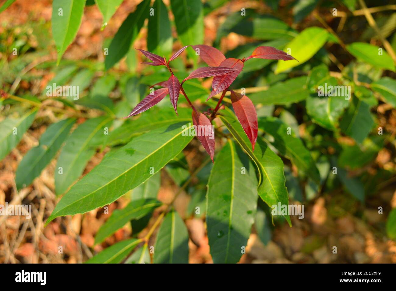 red tender leaves of a plant with more mature green leaves also visible ...