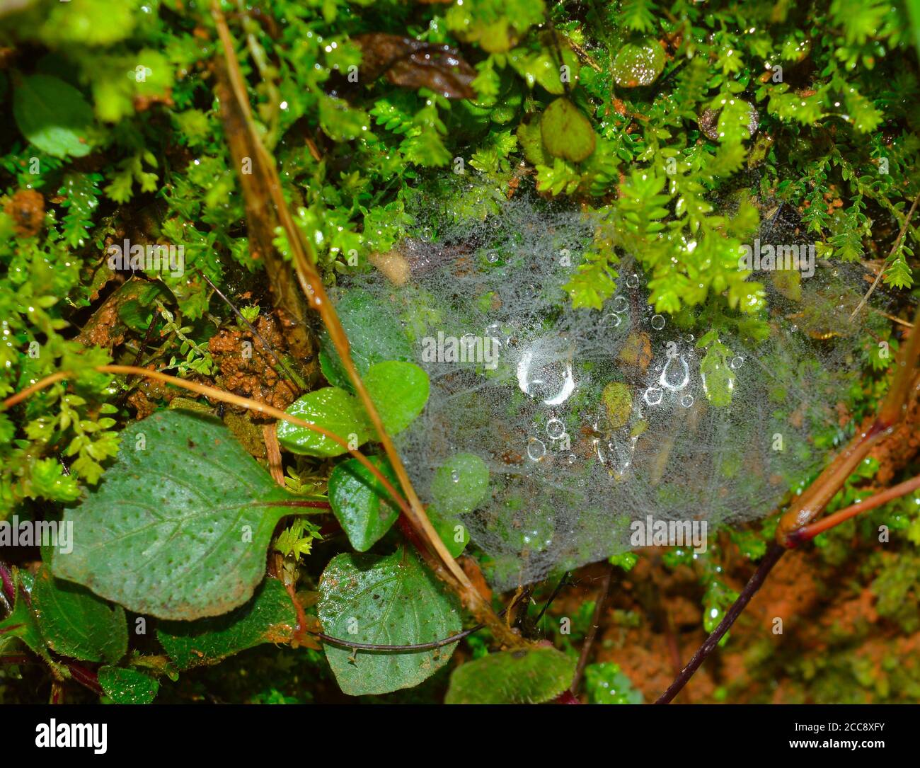The silk thread of a spider's web is made up of rough hydrophillic ...