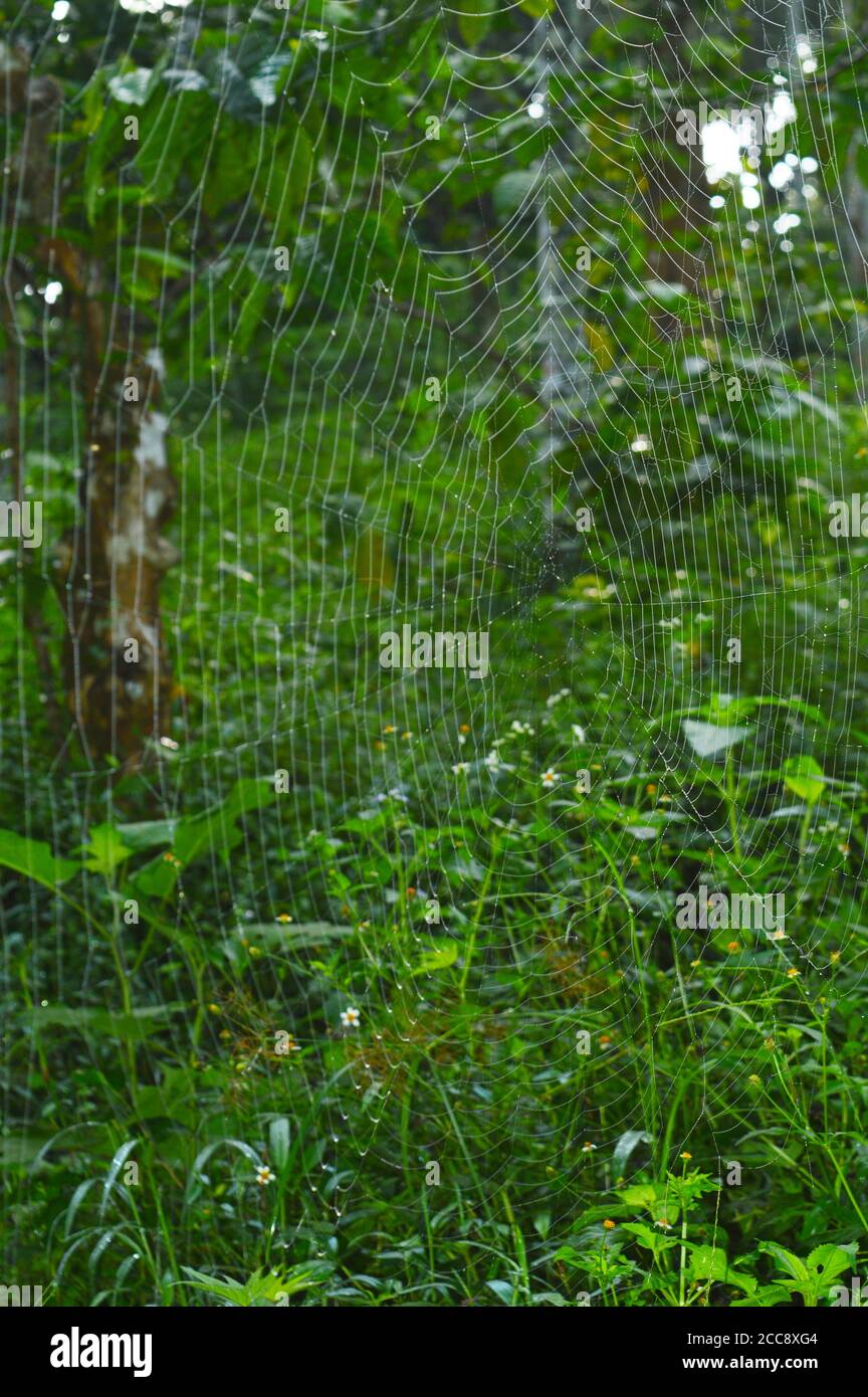 The silk thread of a spider's web is made up of rough hydrophillic ...