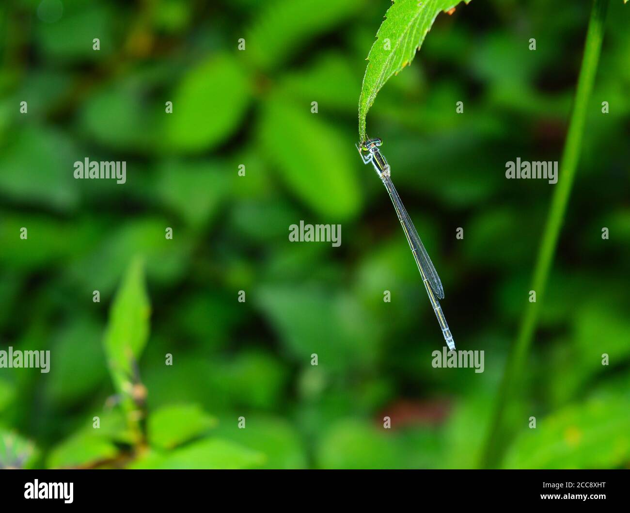 Two wing fly hi-res stock photography and images - Alamy