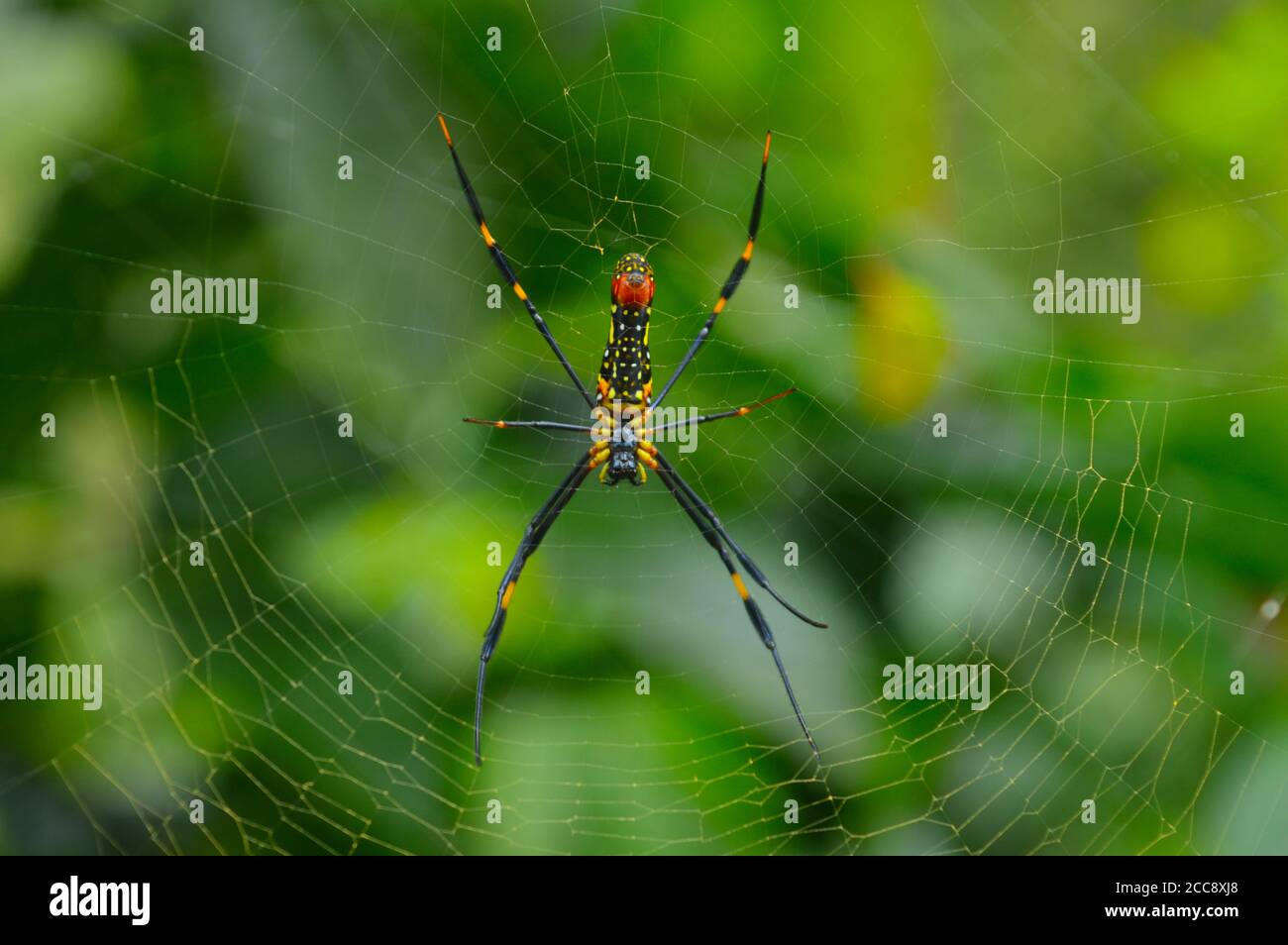 the colourful giant wood spider on its web. It is commonly found in ...