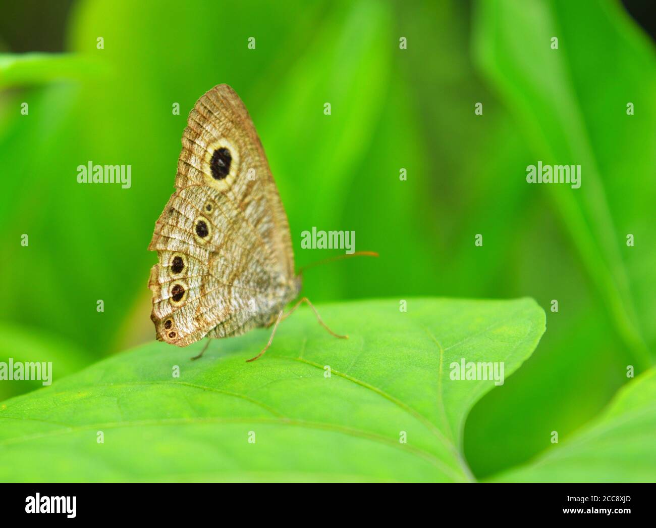 Butterfly on a flower. Butterflies get nectar from plants that are ...