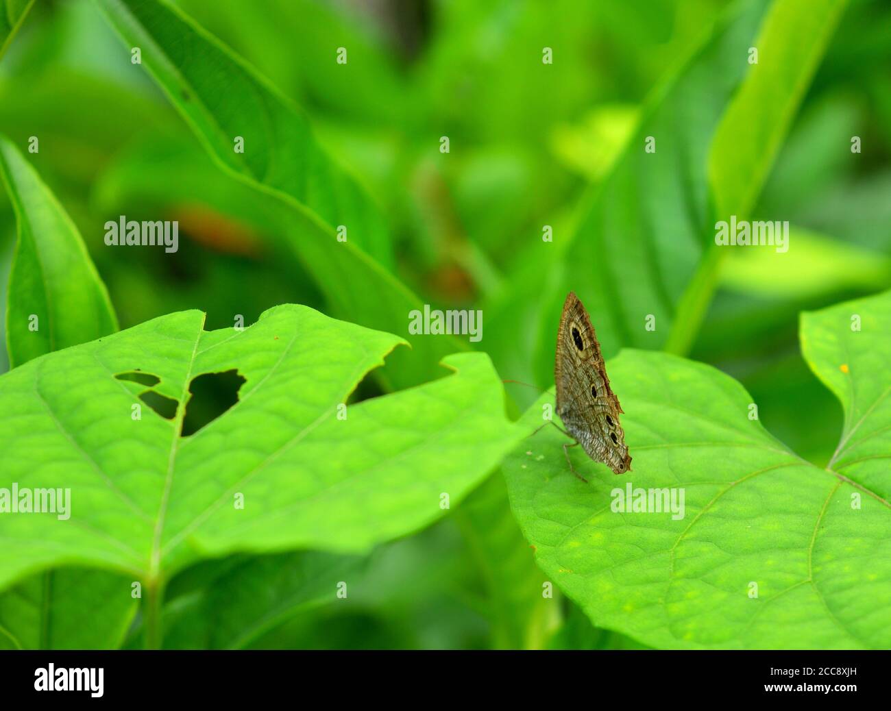 Butterfly on a flower. Butterflies get nectar from plants that are ...