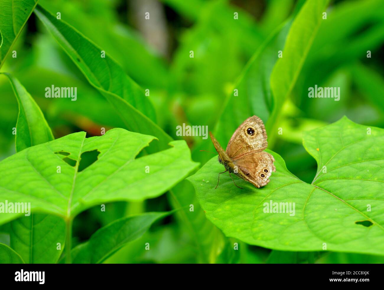 Butterfly on a flower. Butterflies get nectar from plants that are ...