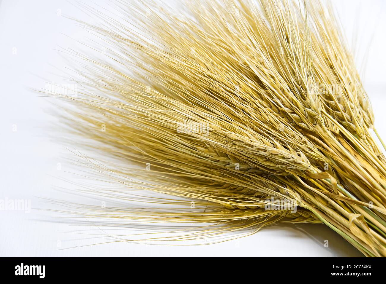 Wheat bundle close up on white background Stock Photo - Alamy