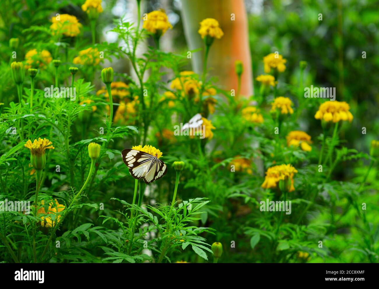 Butterfly on a flower. Butterflies get nectar from plants that are ...