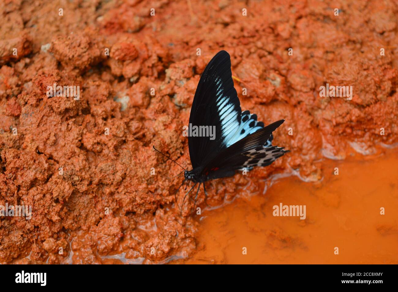 Butterflies are insects which also includes moths. Butterflies are ...