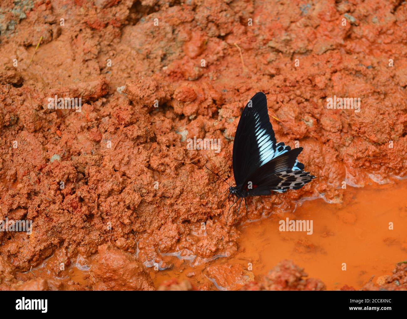 Butterflies are insects which also includes moths. Butterflies are ...