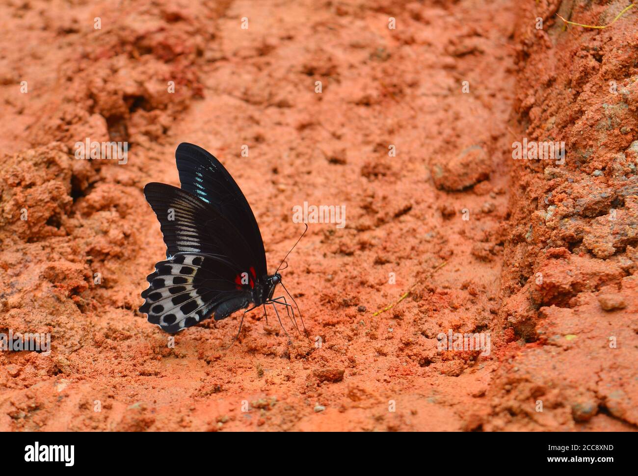 Butterflies are insects which also includes moths. Butterflies are ...