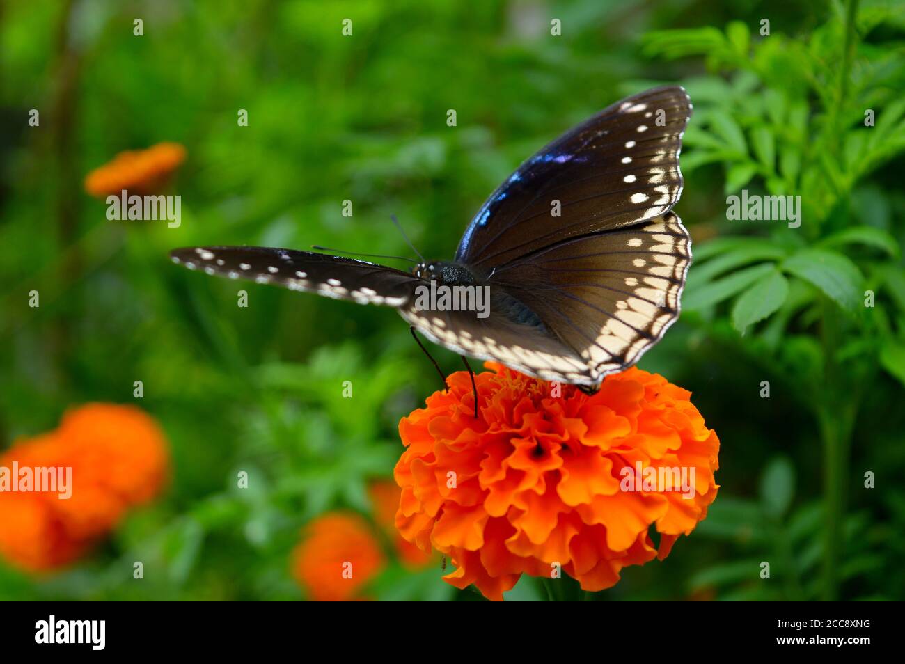 Butterfly on a flower. Butterflies get nectar from plants that are ...
