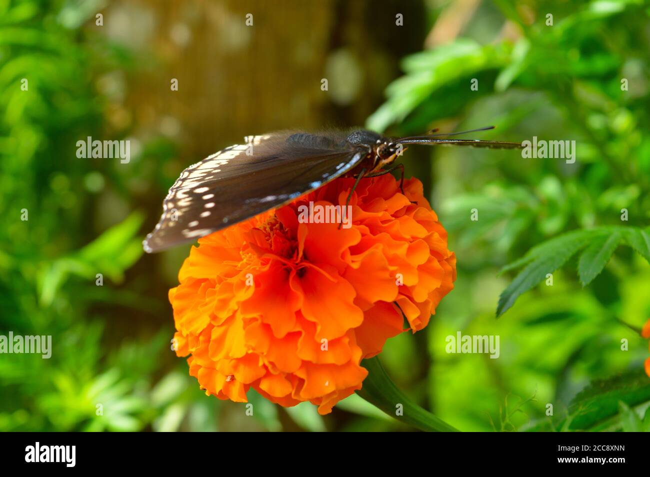 Butterfly on a flower. Butterflies get nectar from plants that are ...