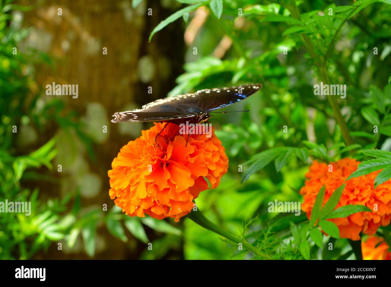 Butterfly on a flower. Butterflies get nectar from plants that are ...