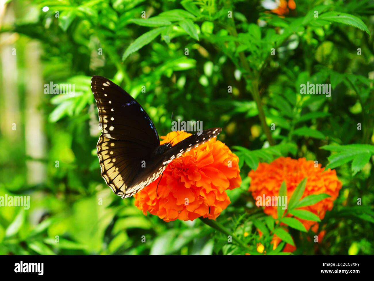 Butterfly on a flower. Butterflies get nectar from plants that are ...