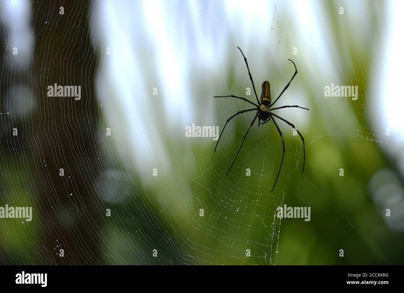 Wood spider hi-res stock photography and images - Alamy