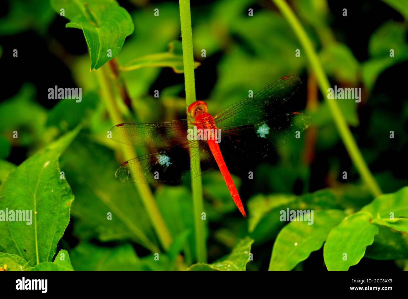 Fastest flying insects hi-res stock photography and images - Alamy