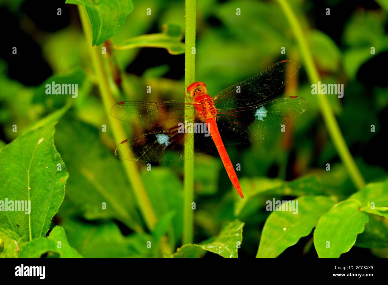 Fastest flying insects hi-res stock photography and images - Alamy