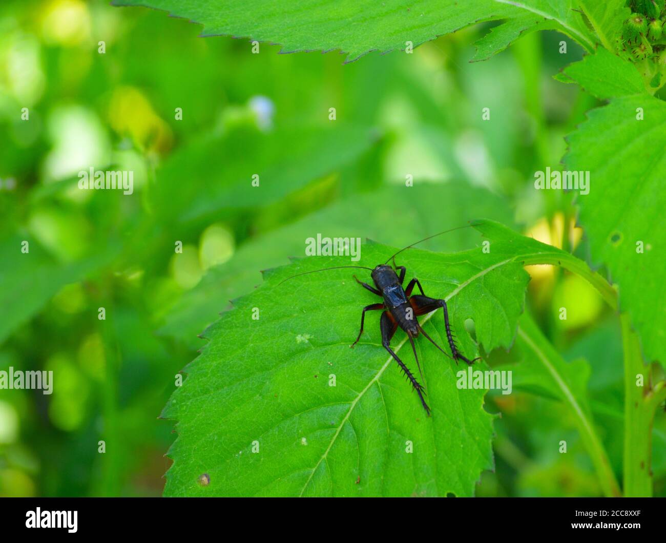Family gryllidae also known as hi-res stock photography and images - Alamy