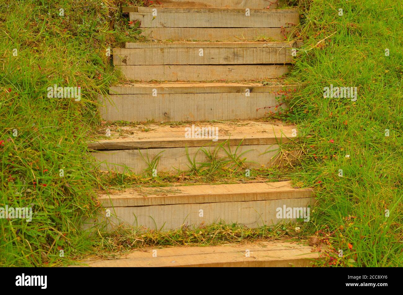 Two types of wood widely considered the best for outdoor building of ...