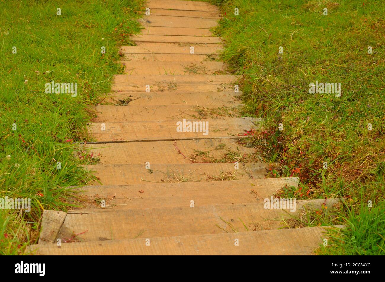 Two types of wood widely considered the best for outdoor building of ...