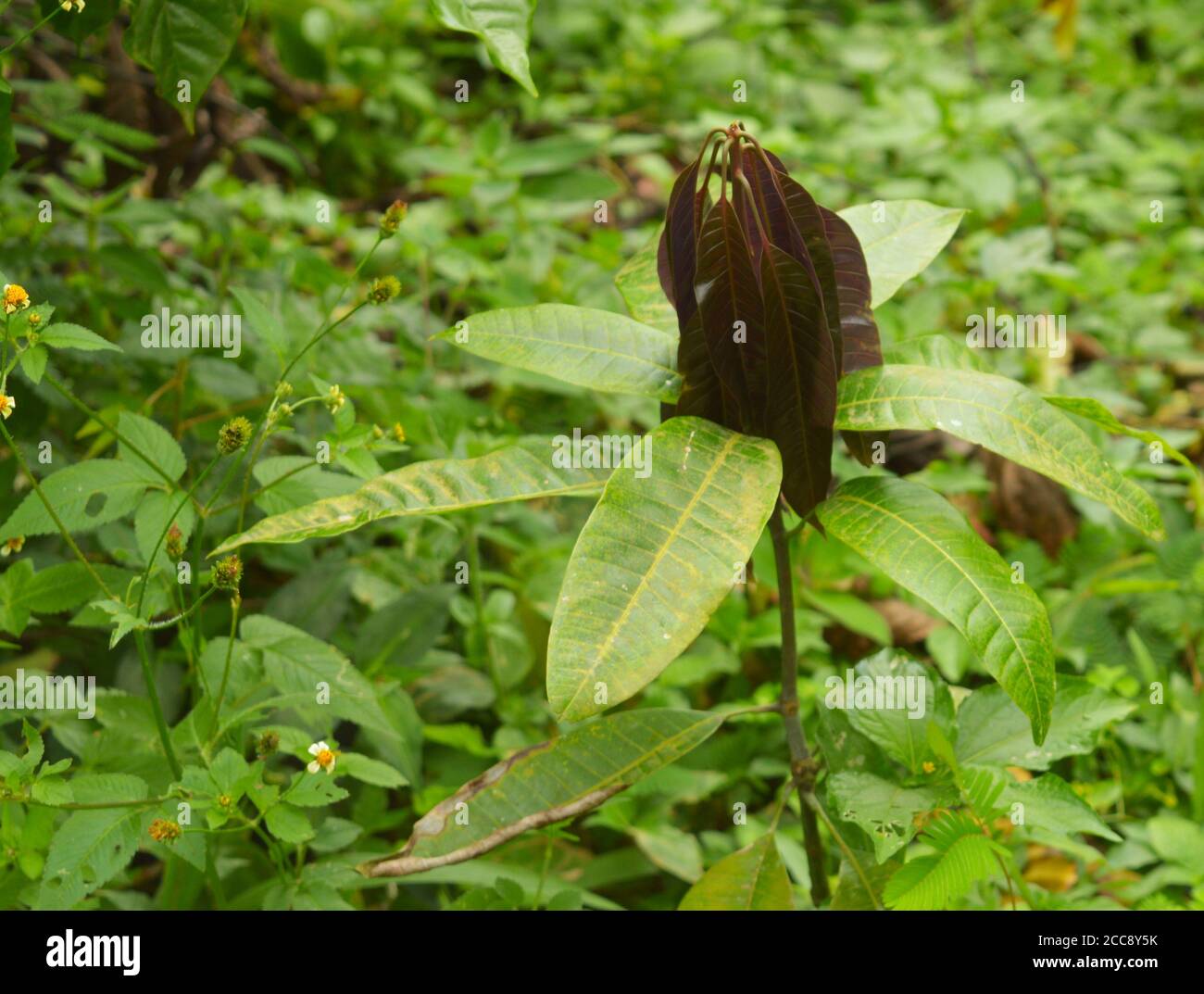 A mango is a juicy stone fruit (drupe) produced from numerous species ...