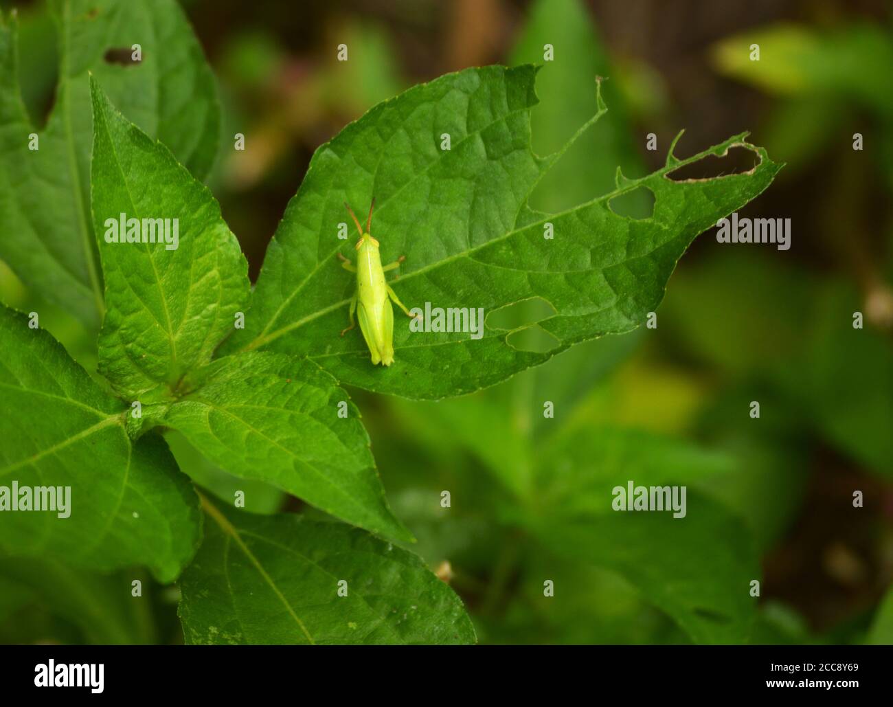 Jointed legs hi-res stock photography and images - Alamy