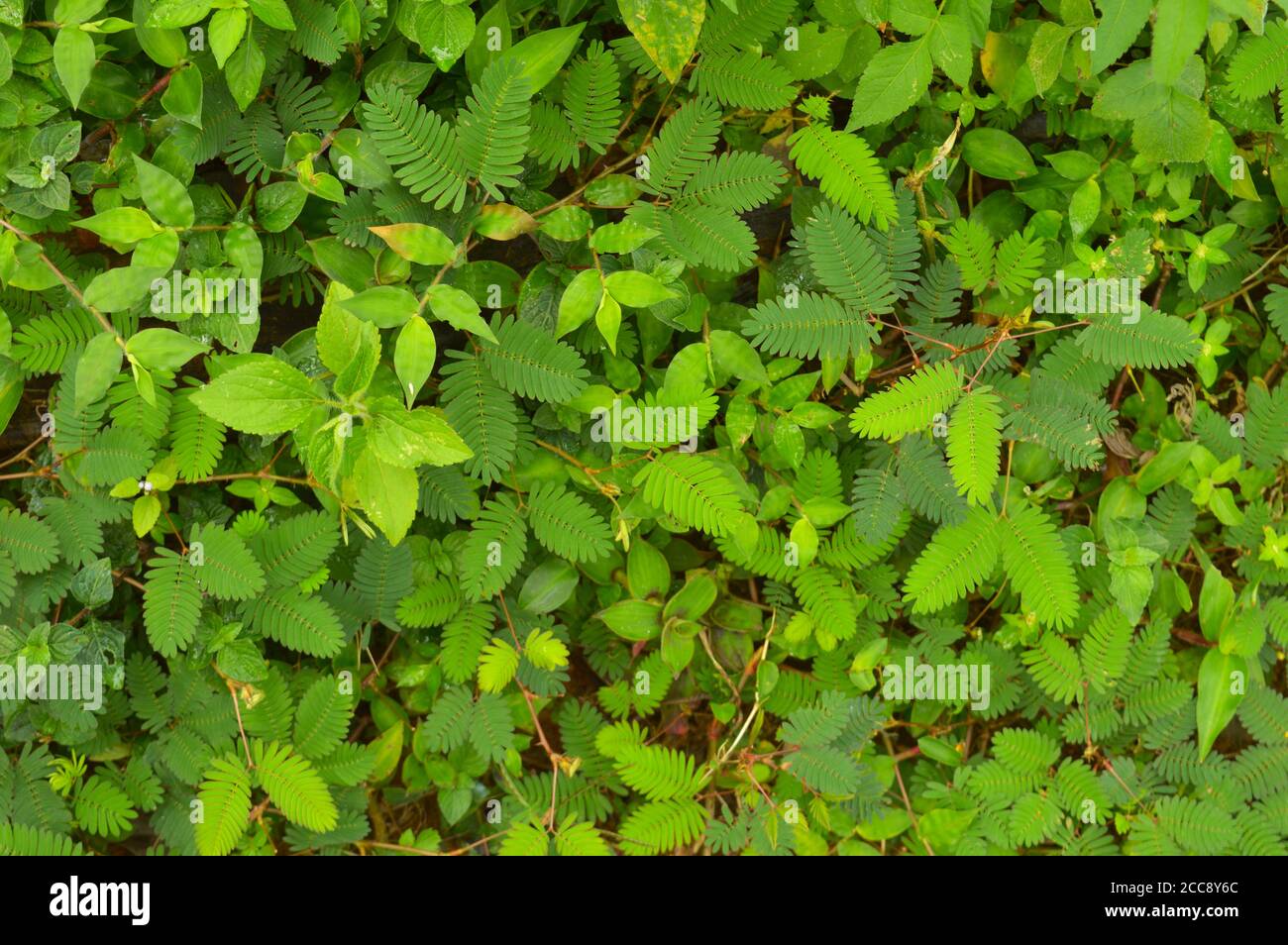Mimosa plant hi-res stock photography and images - Alamy