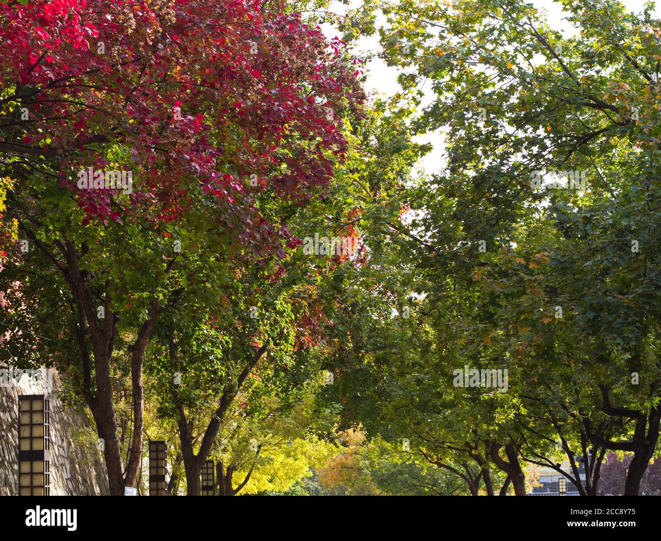 The Colorful Autumn tree and leaves inside the big wild goose pagoda ...