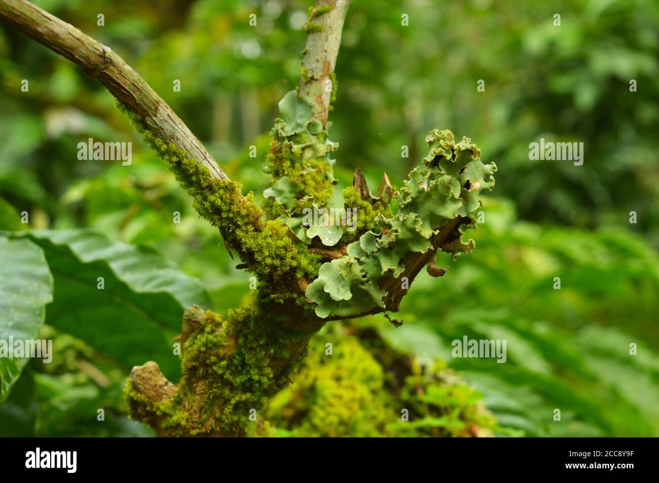 fungus and moss growing on tree branch. Fungi that decompose tree ...