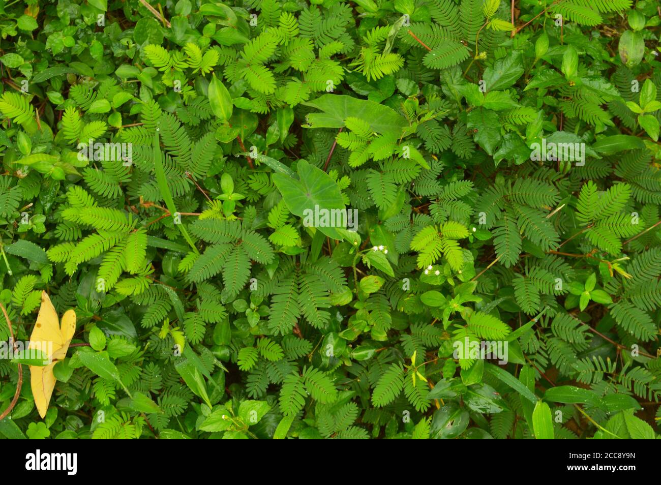 leaves of touch me not and other plants forming a nice background of ...