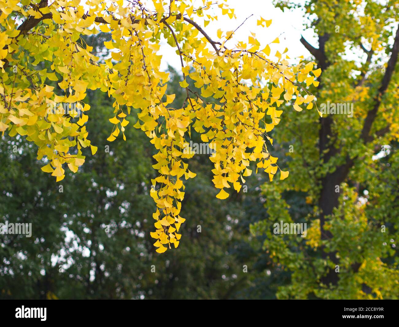 The Colorful Autumn tree and leaves inside the big wild goose pagoda ...