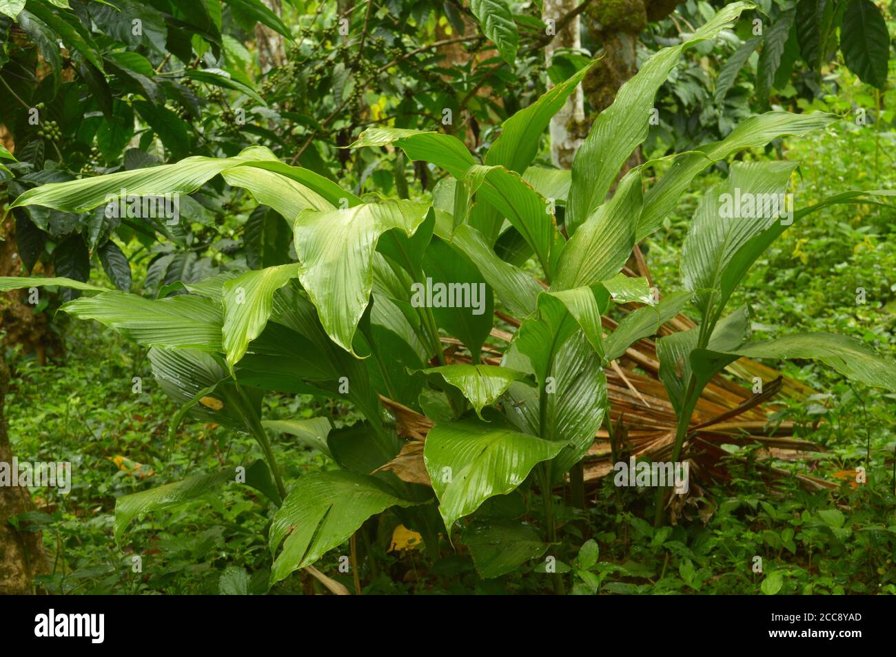Image of turmeric plants. Turmeric is a product of Curcuma longa, a ...