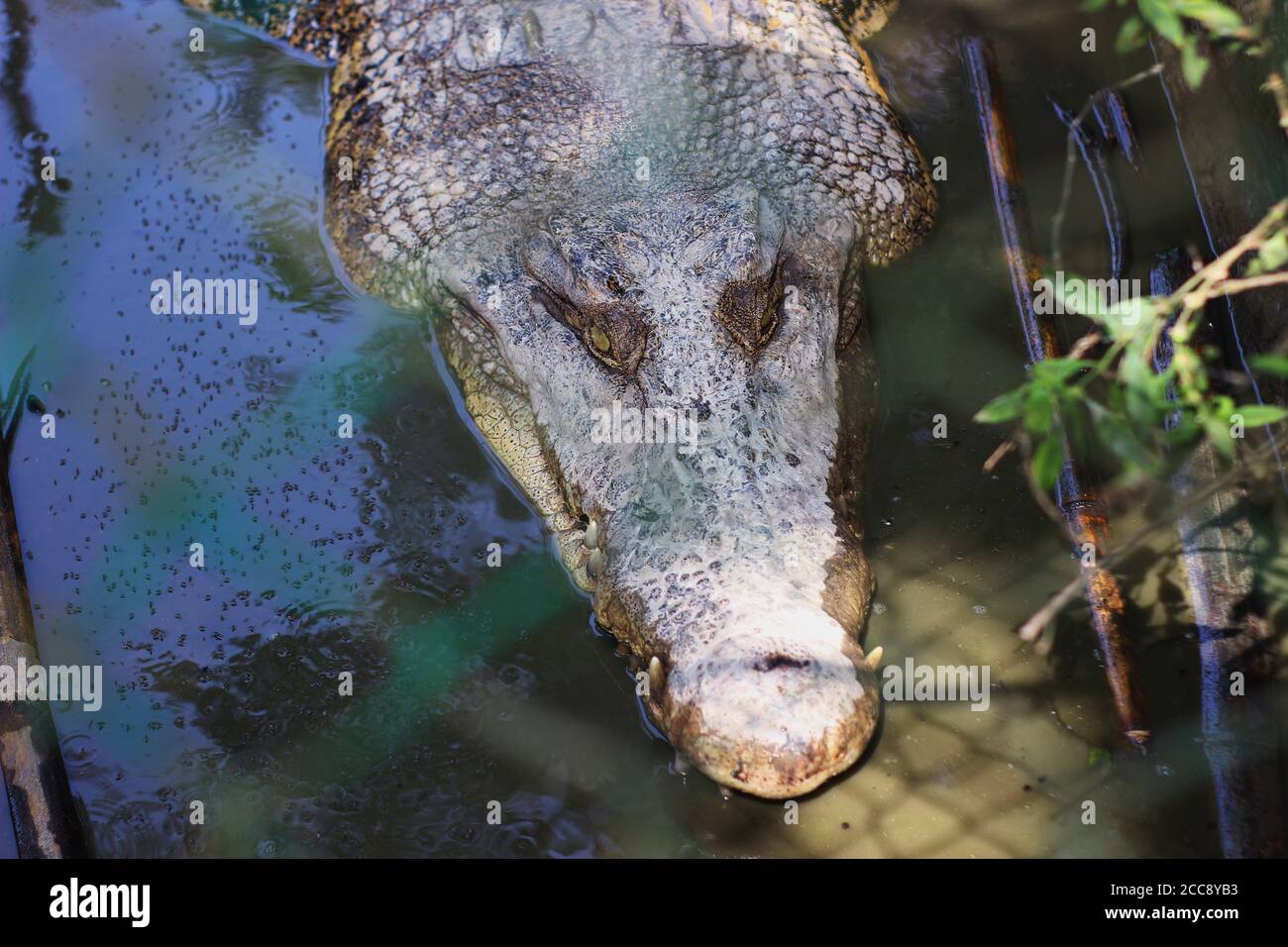 Deathly white hi-res stock photography and images - Alamy