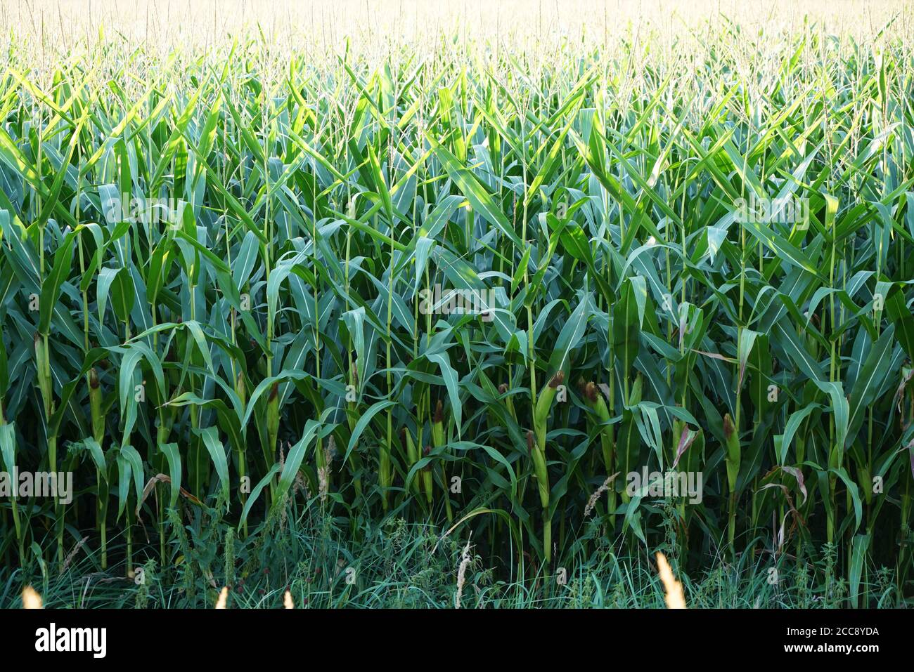 Tall corn plants growing in a field Stock Photo - Alamy