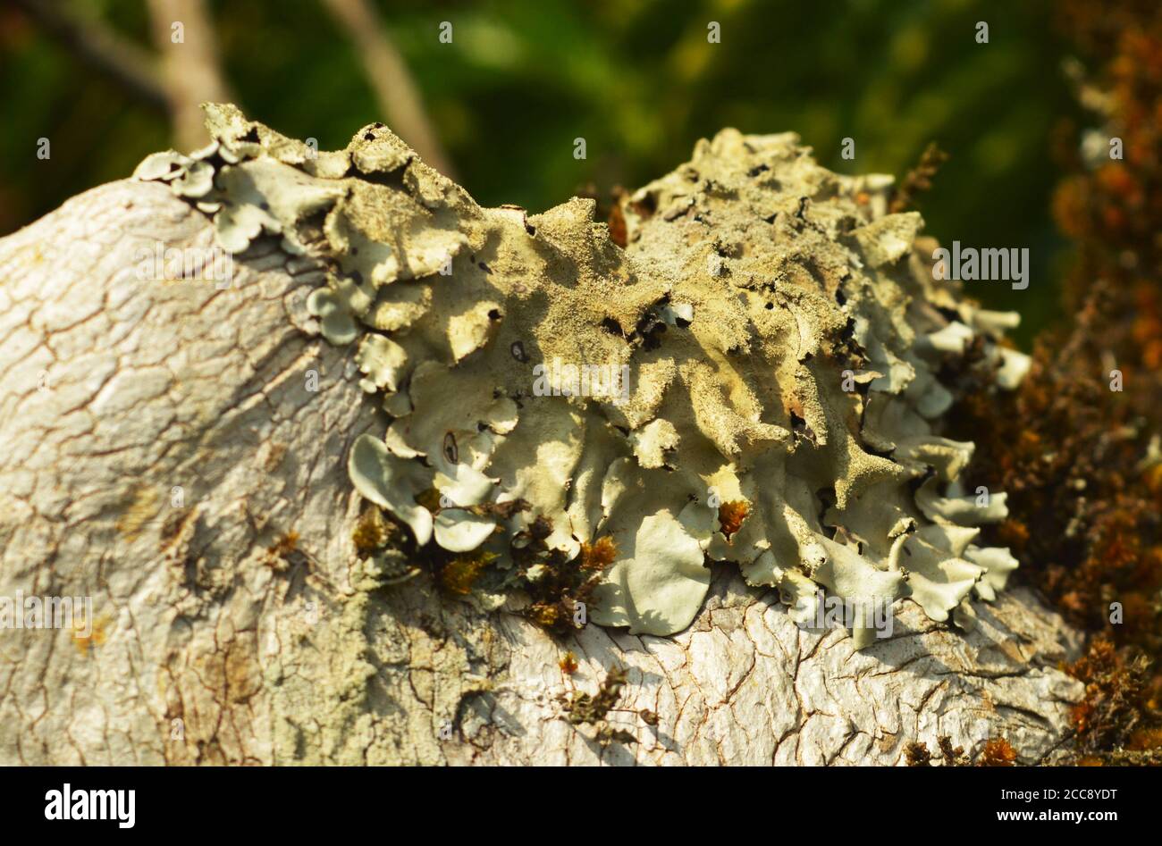 fungus and moss growing on tree branch. Fungi that decompose tree ...
