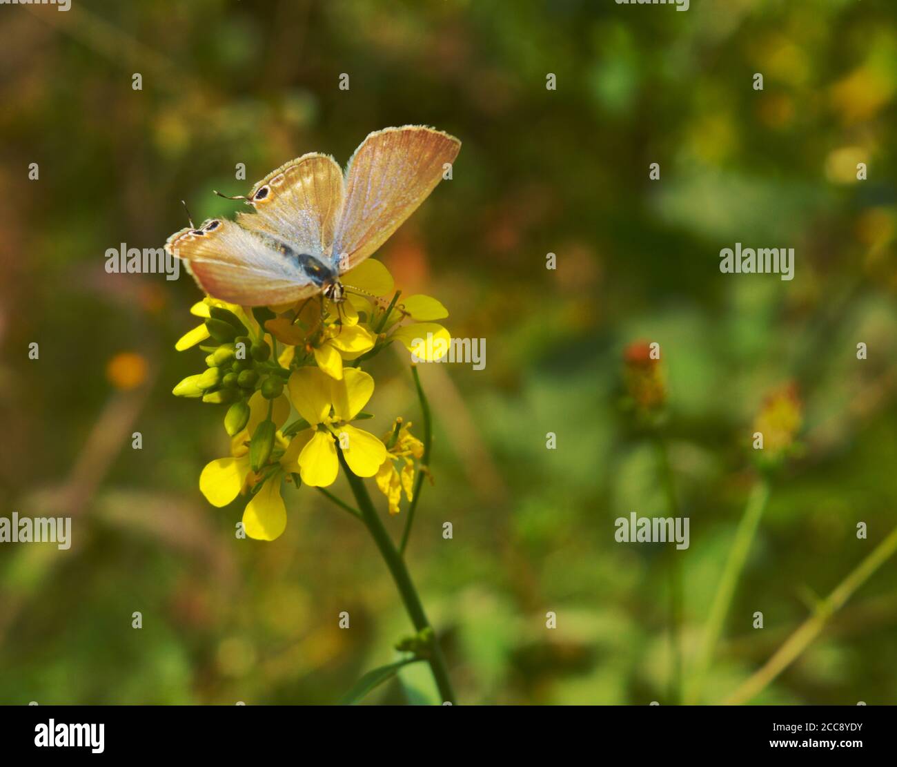 Butterfly on a flower. Butterflies get nectar from plants that are ...