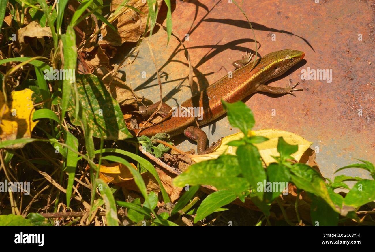 a lizard trying to blend in with the surface colour in the forest. The ...