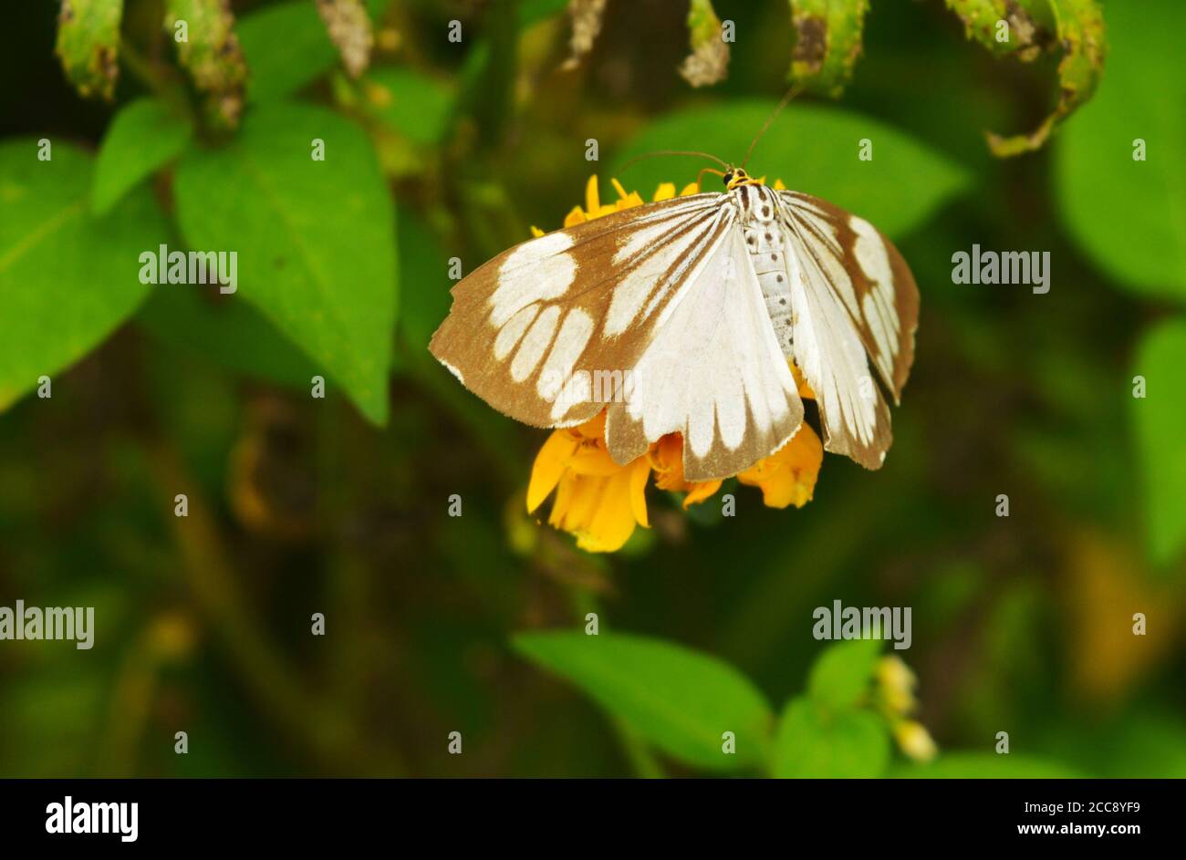 Butterfly on a flower. Butterflies get nectar from plants that are ...