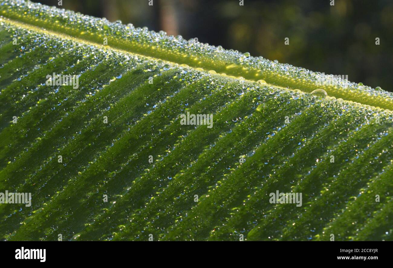 Sparkling dew drop hi-res stock photography and images - Alamy