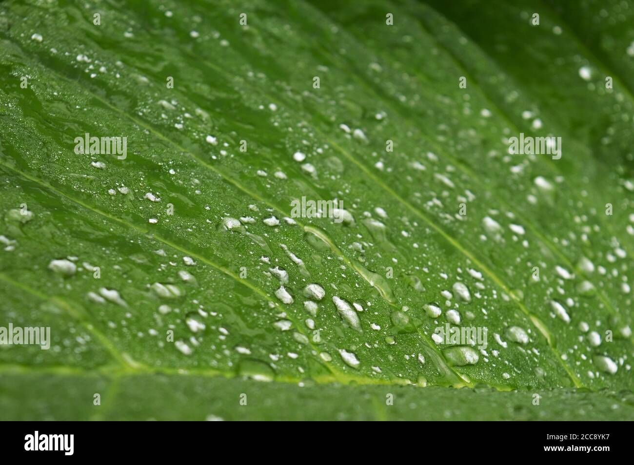closeup image of dew drops on a leaf with the light refracting. The ...