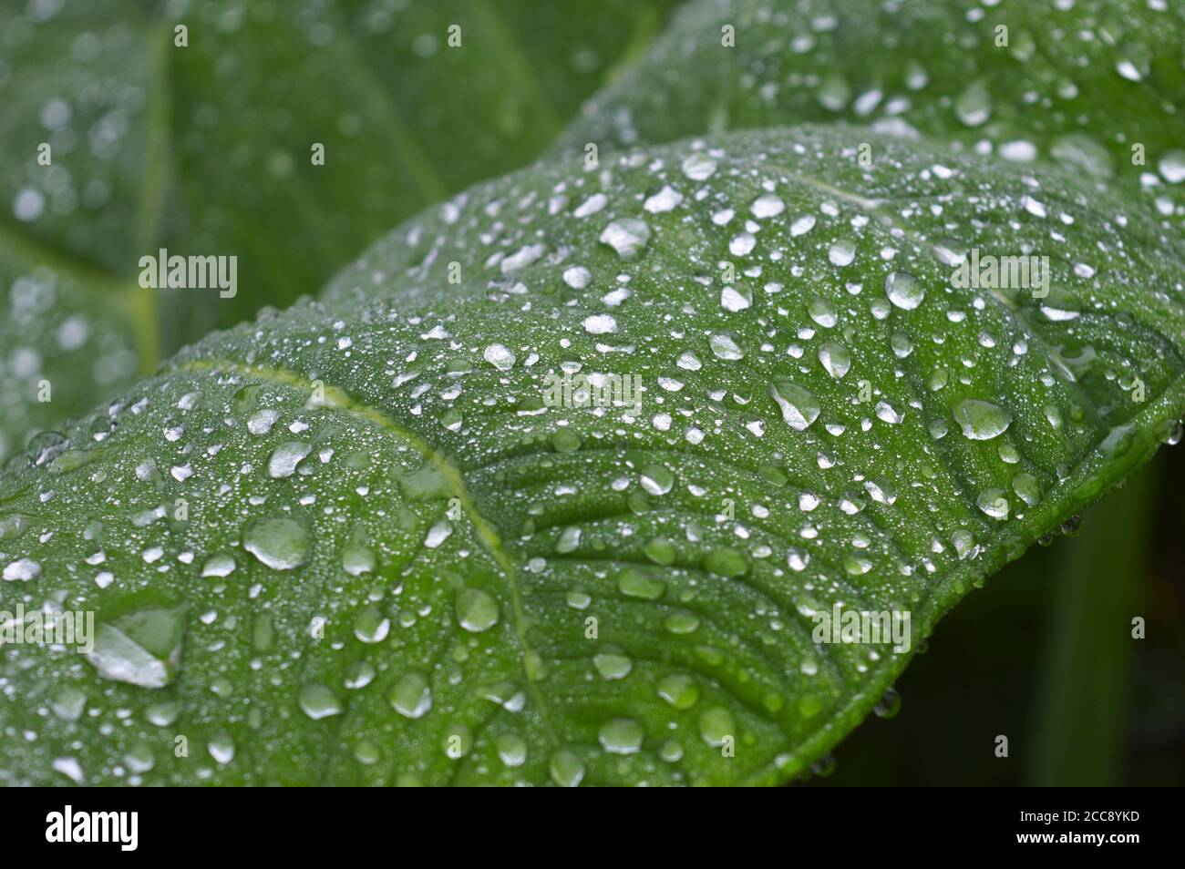 closeup image of dew drops on a leaf with the light refracting. The ...