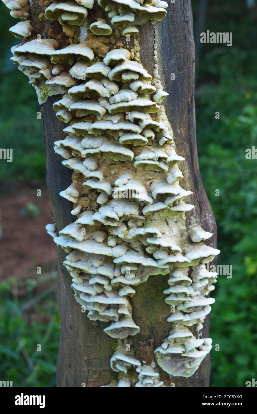 fungus and moss growing on tree branch. Fungi that decompose tree ...
