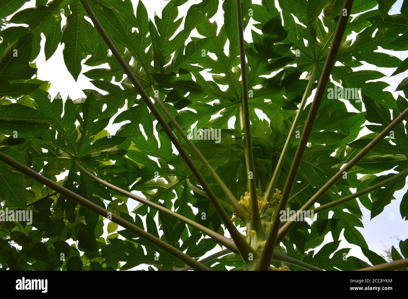 Sparsely Branched Stem High Resolution Stock Photography and Images - Alamy