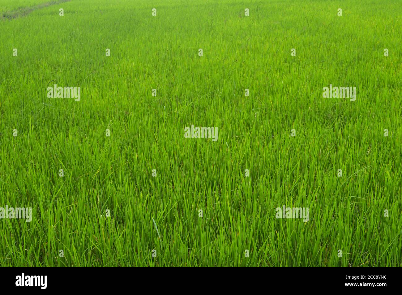 A paddy field is a flooded field of arable land used for growing ...