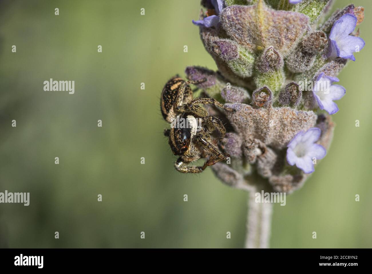 Macro shot of a jumping spider on a blooming lavender Stock Photo - Alamy