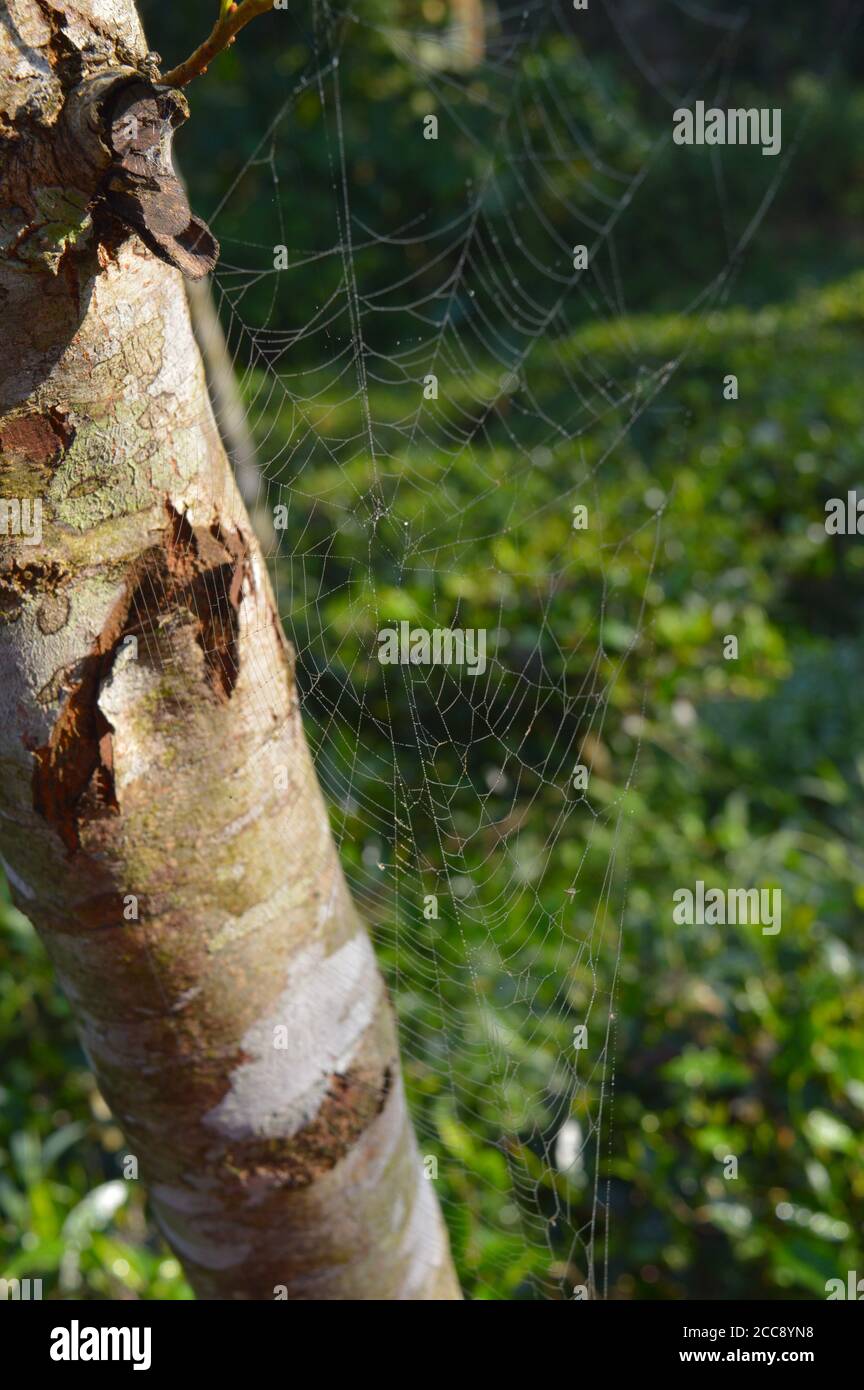 Garden spider on pine tree hi-res stock photography and images - Alamy