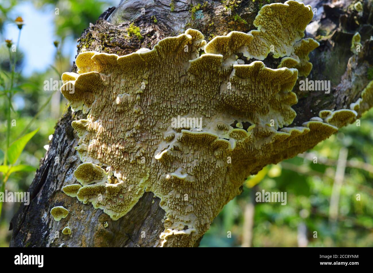 fungus on a tree bark with its lower side having a nice pattern. Fungi ...