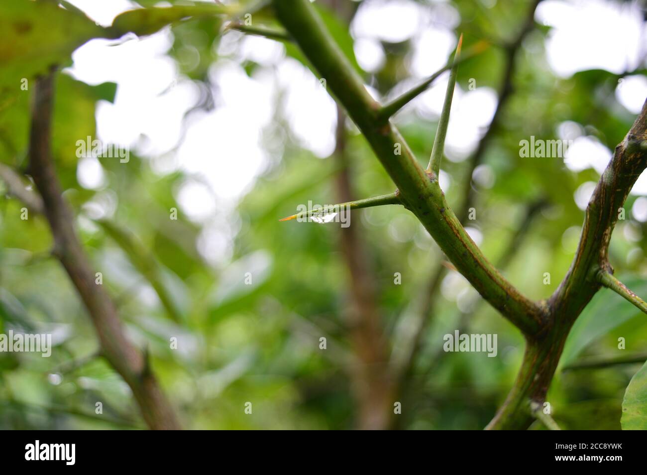 water droplet on a thorn in a thorny tree after the rains Stock Photo ...